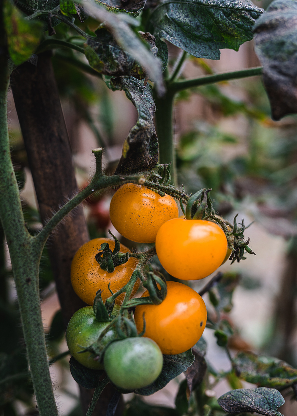 Featured Locavore NXT | The Punch Community